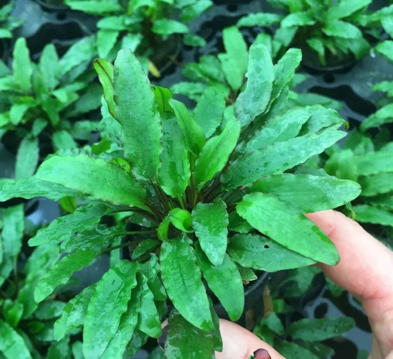 Rare and Unusual Aquarium Plants for the Ultimate Aquascaping Challenge ...